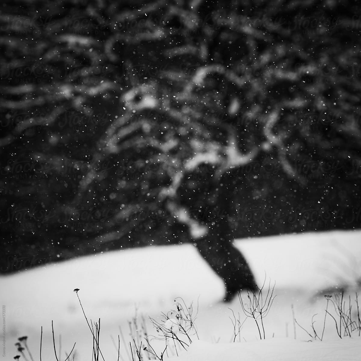 "Snow Flakes Falling In Winter Near Tree On Meadow" by Stocksy ...