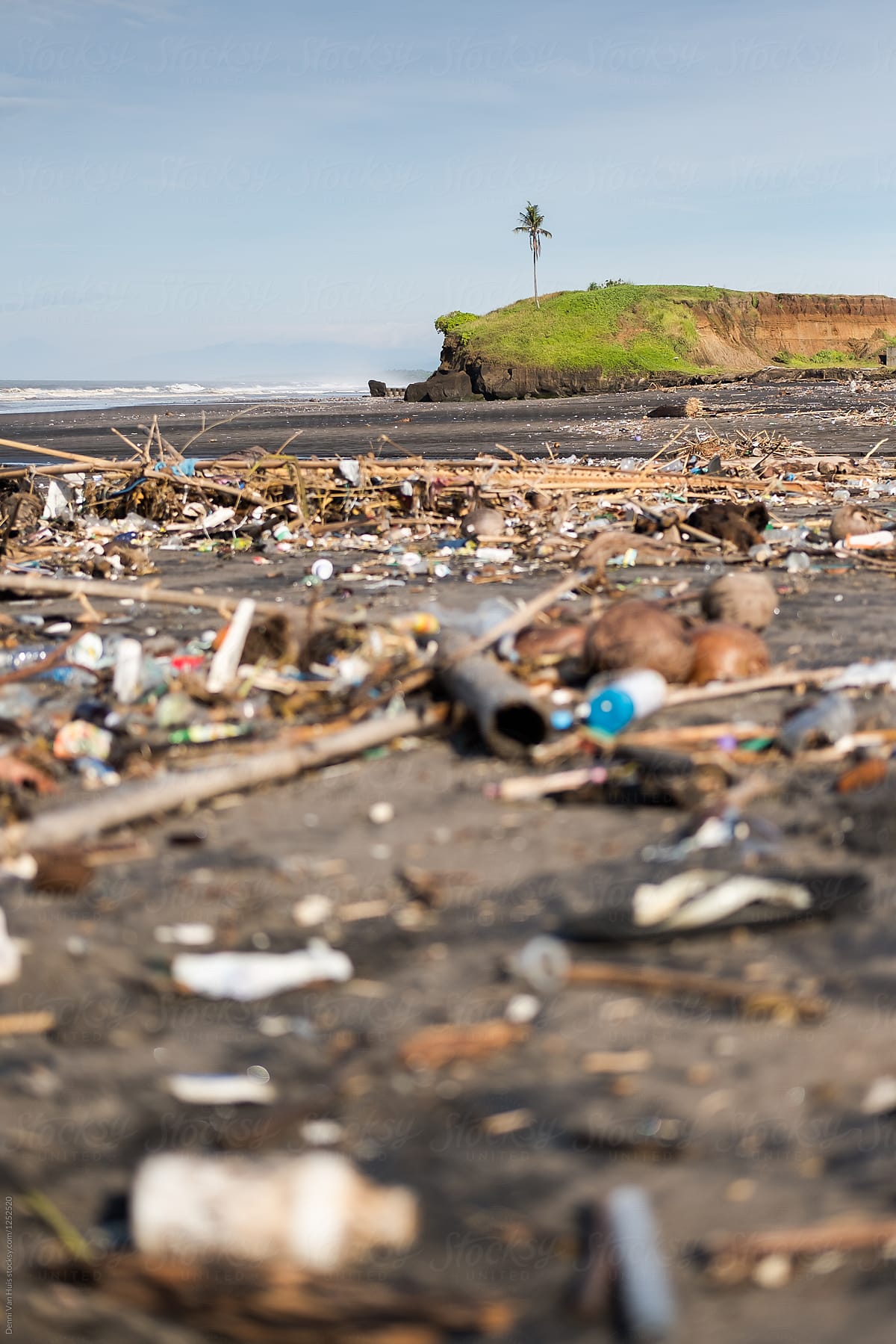 "Palm Tree On Polluted Beach. Beach Clean Up" by Stocksy Contributor ...