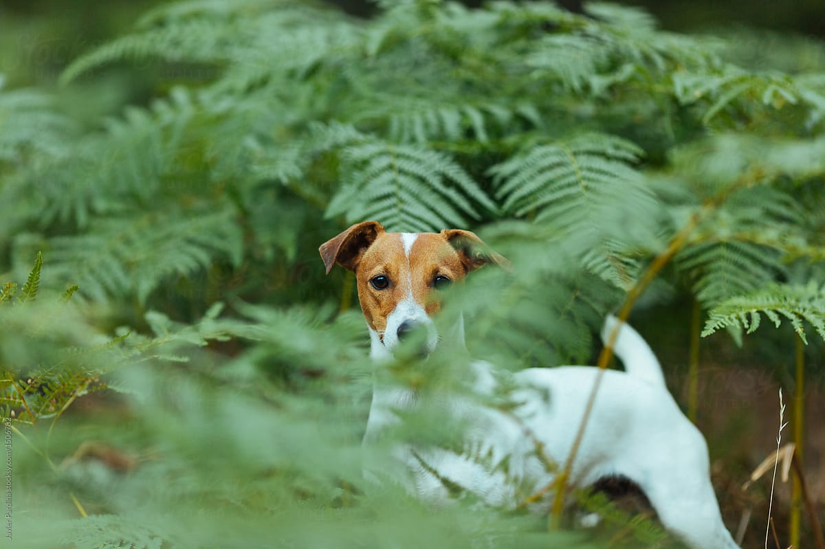 "Dog And Ferns" by Stocksy Contributor "Pardina Studio x Katya D" - Stocksy