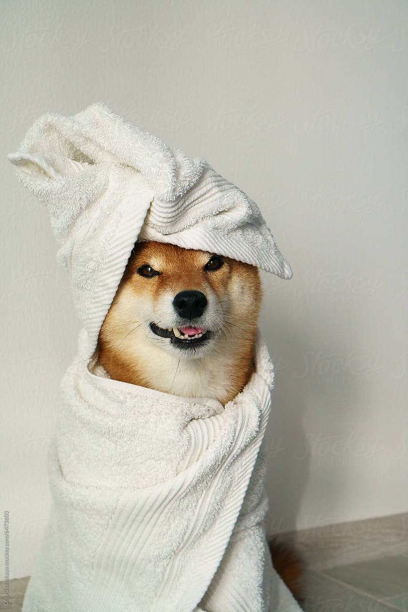 "Dog Wrapped In Towel" by Stocksy Contributor "Olga Sibirskaya" - Stocksy