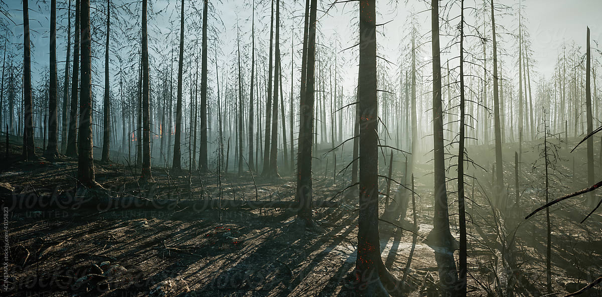 "Calm Morning In The Forest After Fire" by Stocksy Contributor ...