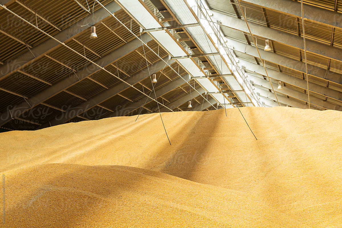 "Dried Corn Grains In A Warehouse" by Stocksy Contributor "Luis ...