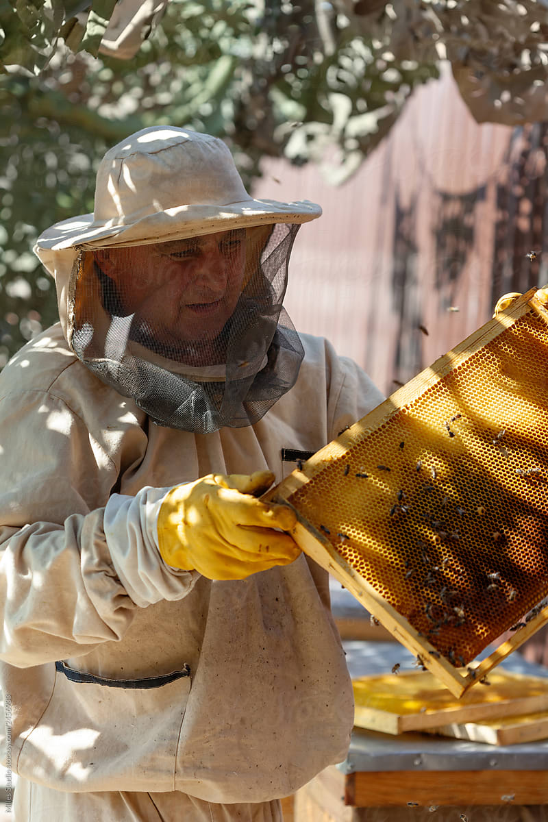 "Elderly Man With Frame Of Honeybees" by Stocksy Contributor "Milles ...