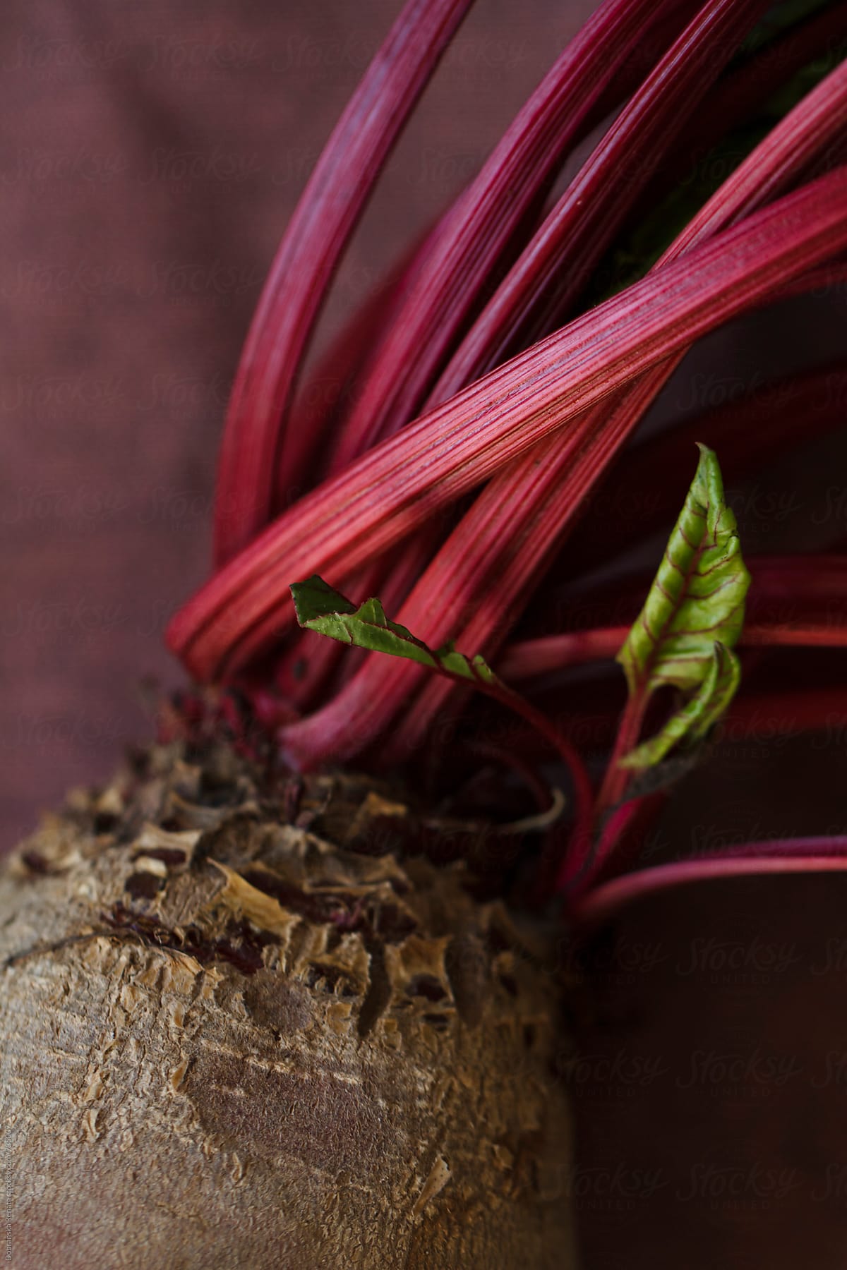 "Beetroot (close-up)" by Stocksy Contributor "Dobránska Renáta" - Stocksy