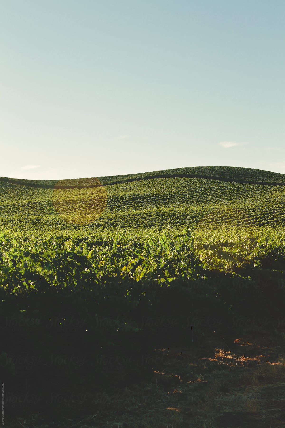"Vineyard Landscapes" by Stocksy Contributor "Jayme Burrows" - Stocksy