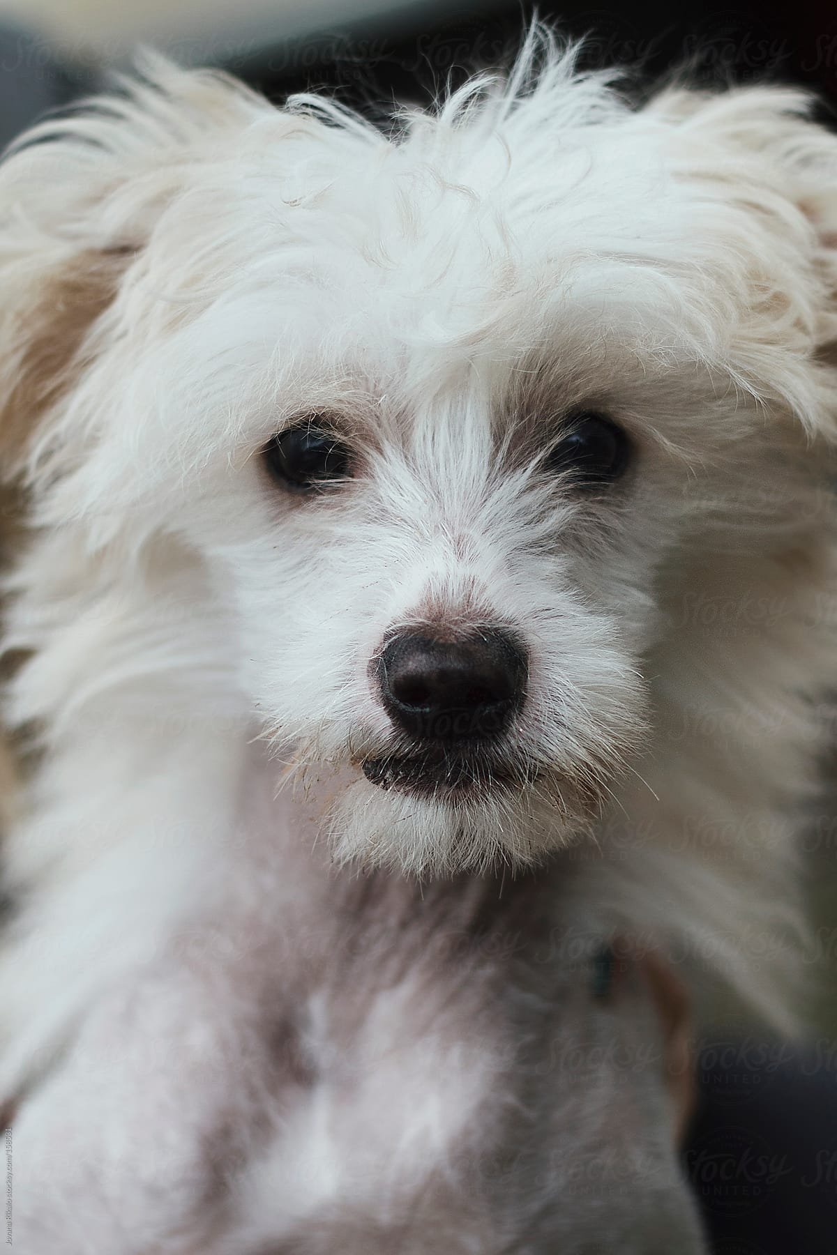 "Dog Posing In Front Of Camera" by Stocksy Contributor "Jovana Rikalo ...