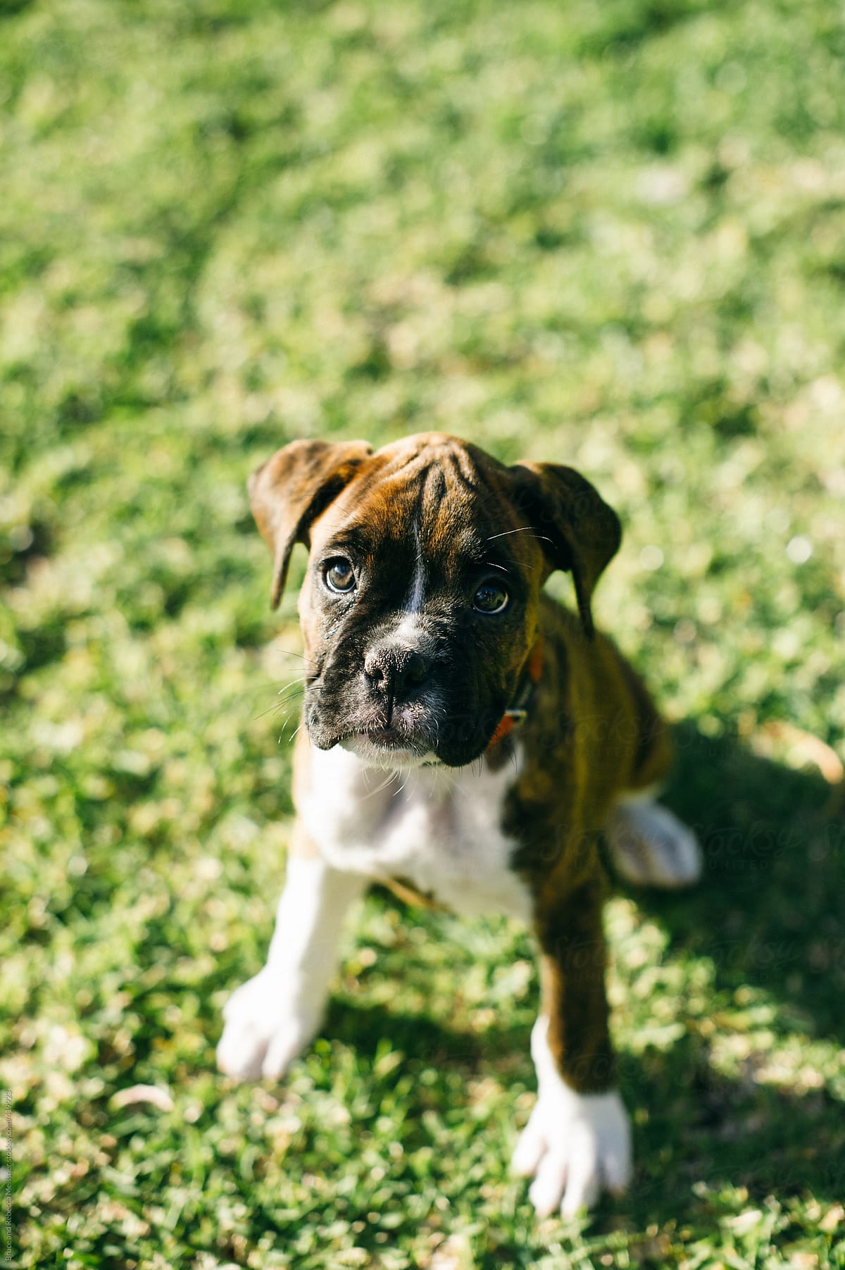 "Boxer Pup" by Stocksy Contributor "Bruce And Rebecca Meissner" - Stocksy