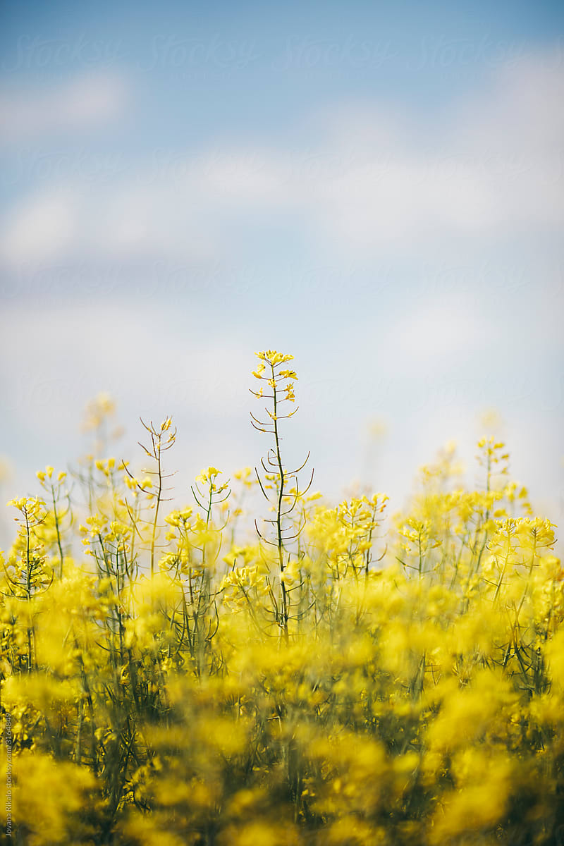 "Yellow Flower Field" by Stocksy Contributor "Jovana Rikalo" - Stocksy