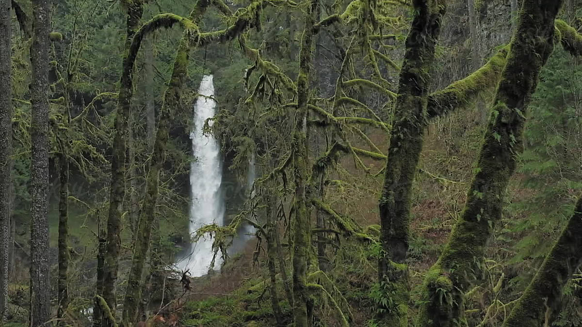 "Oregon Waterfall Forest Nature Landscape" by Stocksy Contributor ...