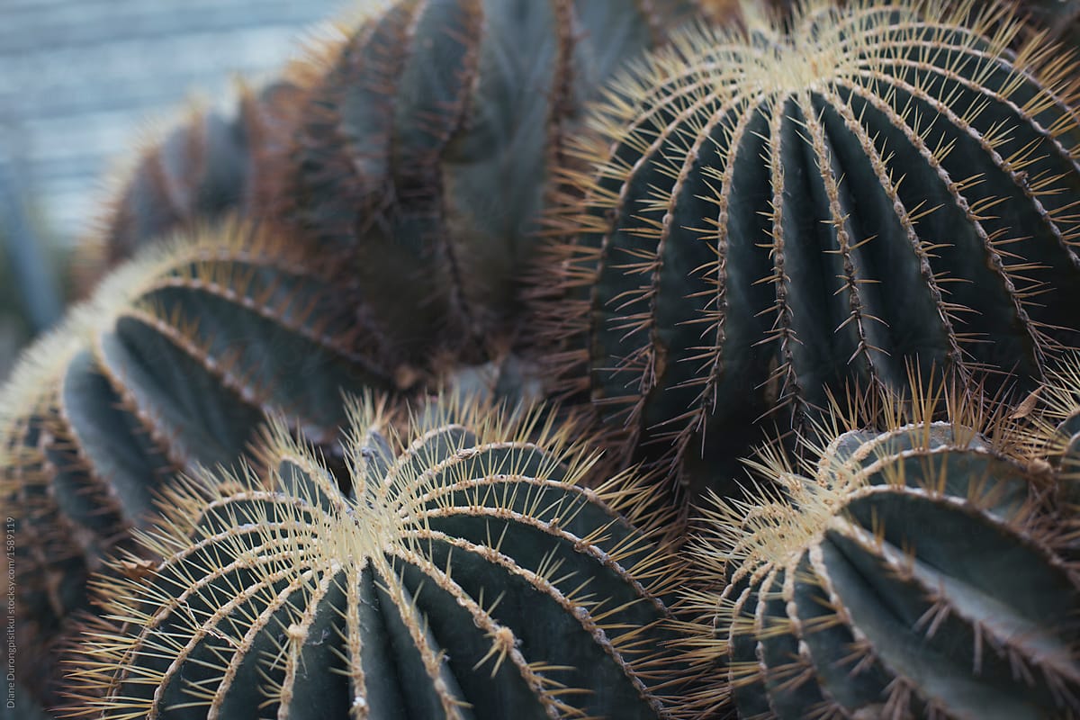"Cacti Garden" by Stocksy Contributor "Diane Durongpisitkul" - Stocksy