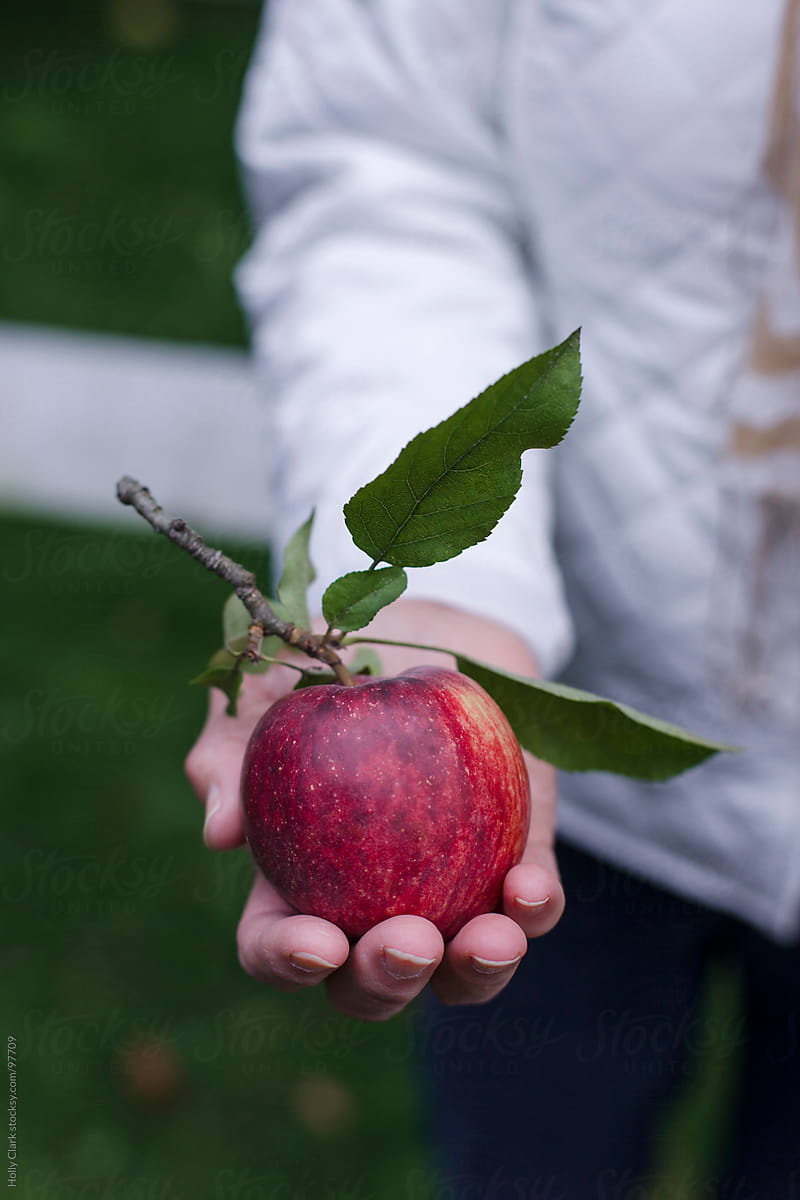 "A Ripe Apple Held In An Outstretched Hand." by Stocksy Contributor ...