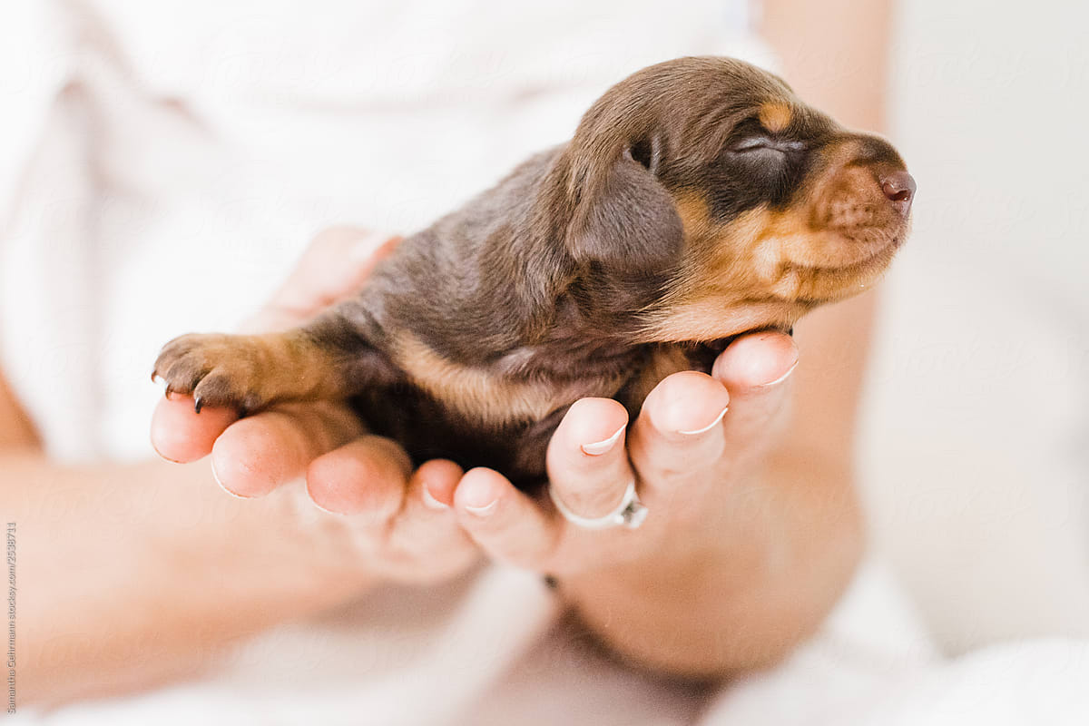 Baby Doxin Puppy