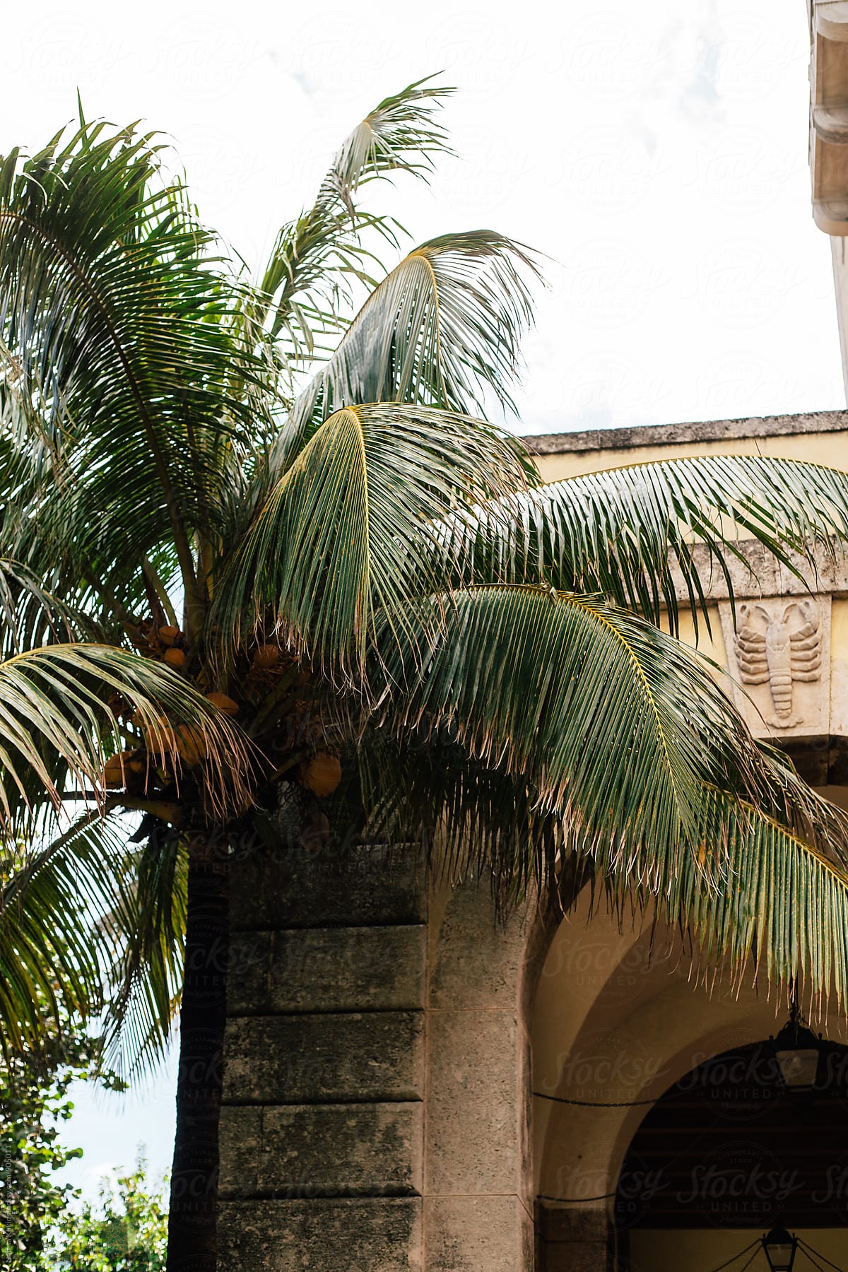"One Of Many Palm Trees In Hotel Nacional In Havana,Cuba" by Stocksy ...