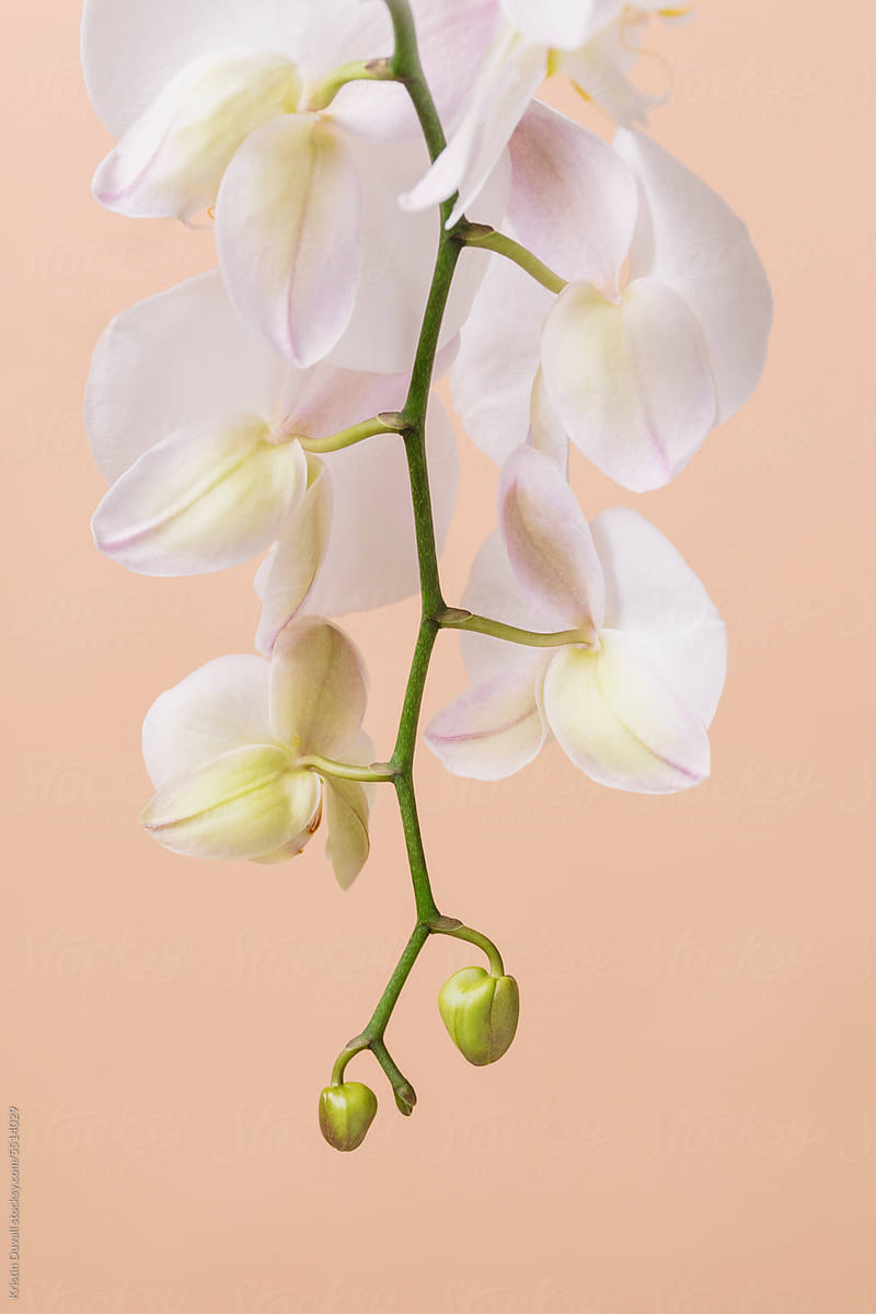 "Underneath Orchid Flower Stem" by Stocksy Contributor "Kristin Duvall ...