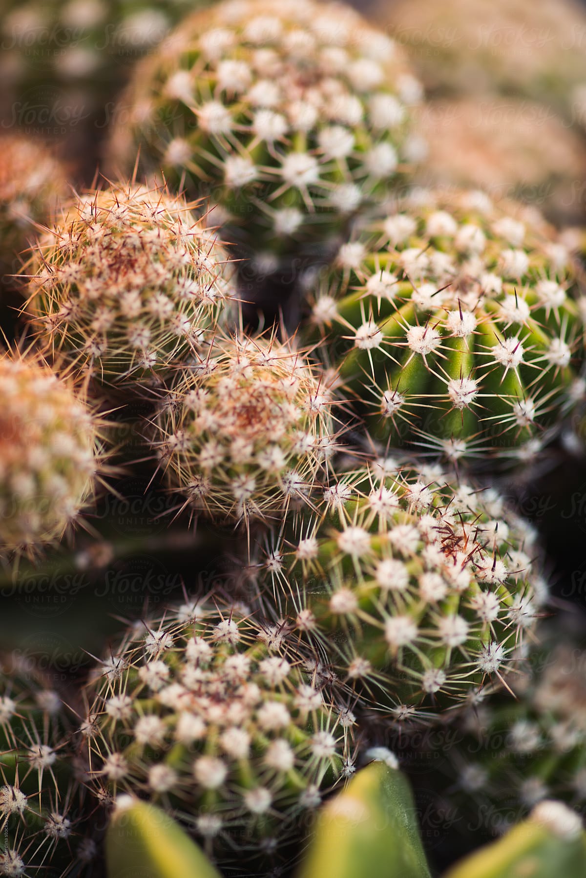 "Macro Shoot Of Green Cactus" by Stocksy Contributor "Pardina Studio x ...