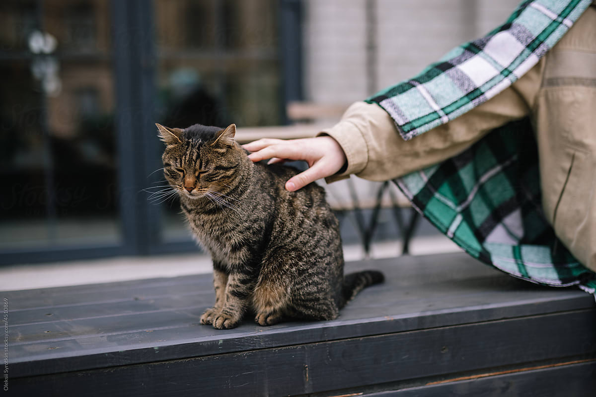 "Cute Cat Relaxing Near Anonymous Person" by Stocksy Contributor ...