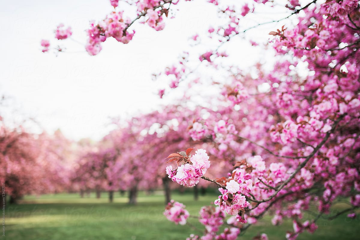 "Sakura Tree Garden" by Stocksy Contributor "Jovana Rikalo" - Stocksy