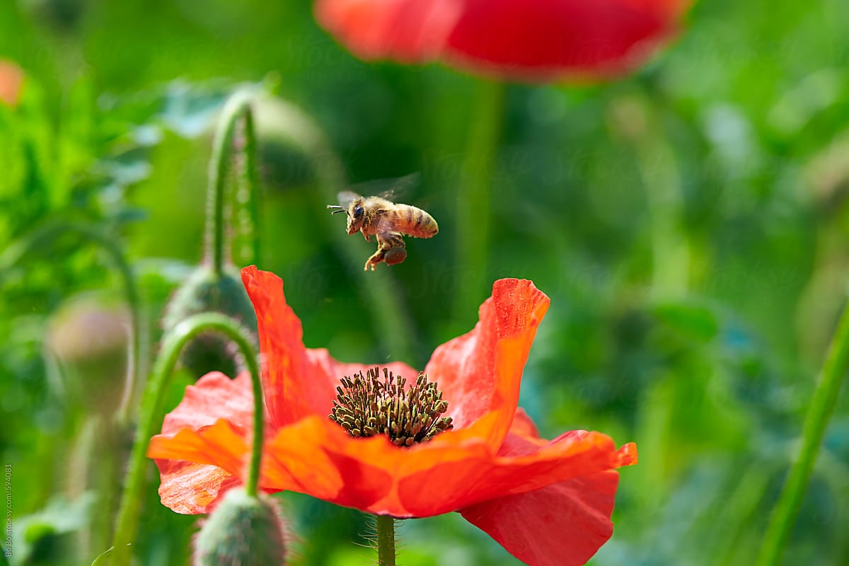 "Bee Flying On Flower" by Stocksy Contributor "Bo Bo" - Stocksy