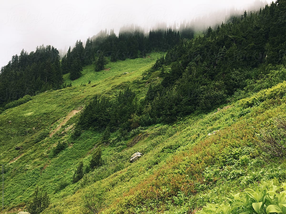 "Alpine Meadow Hiking Trail In Washington" by Stocksy Contributor ...