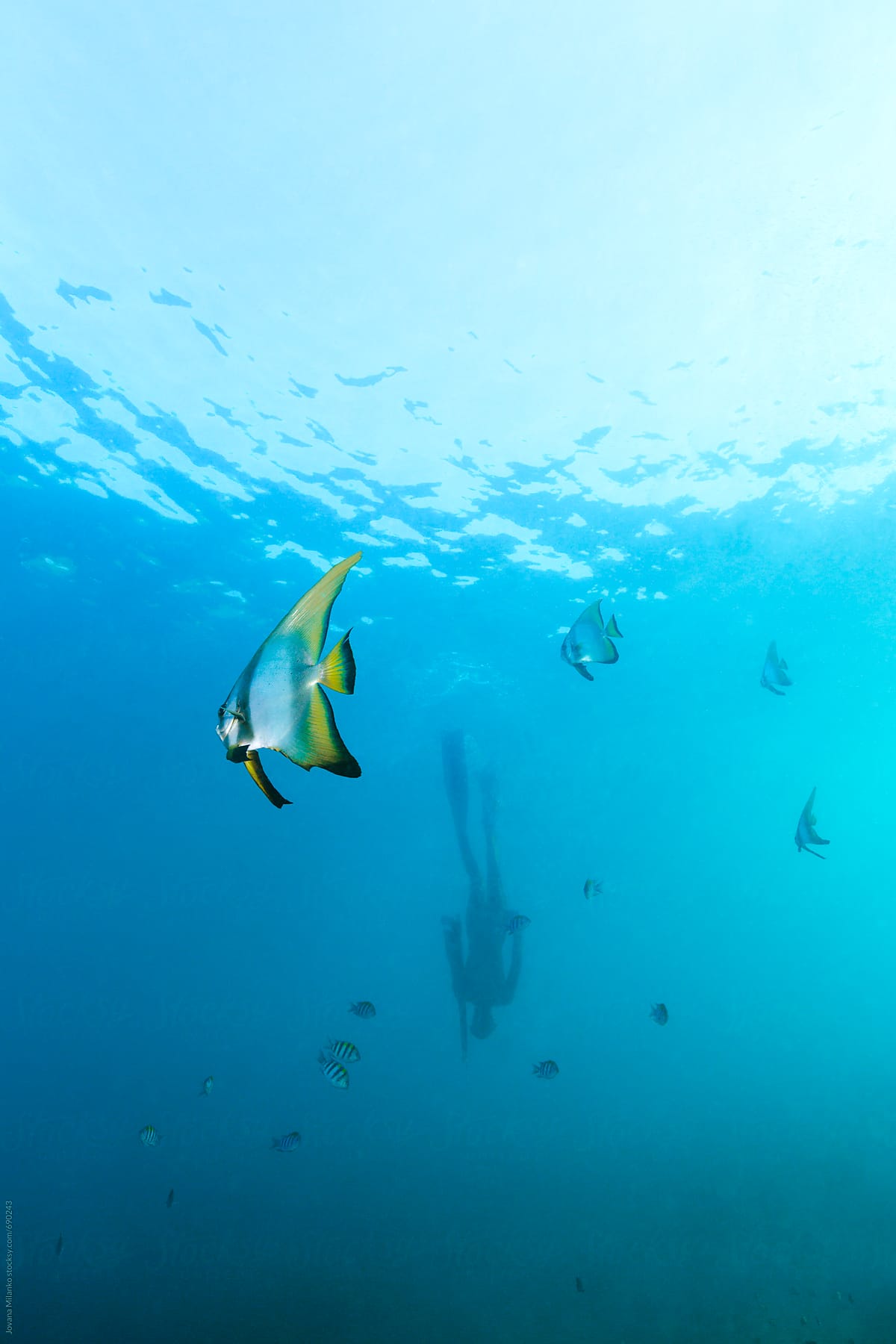 "Spear Fisherman Diving In The Sea" by Stocksy Contributor "Jovana ...
