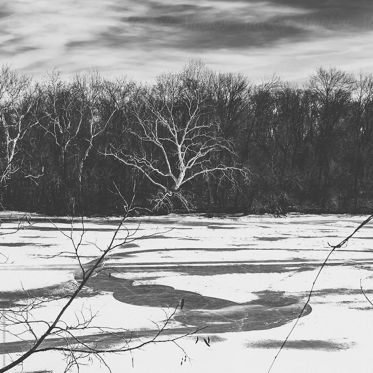 "The White Tree" by Stocksy Contributor "CWP, LLC" - Stocksy