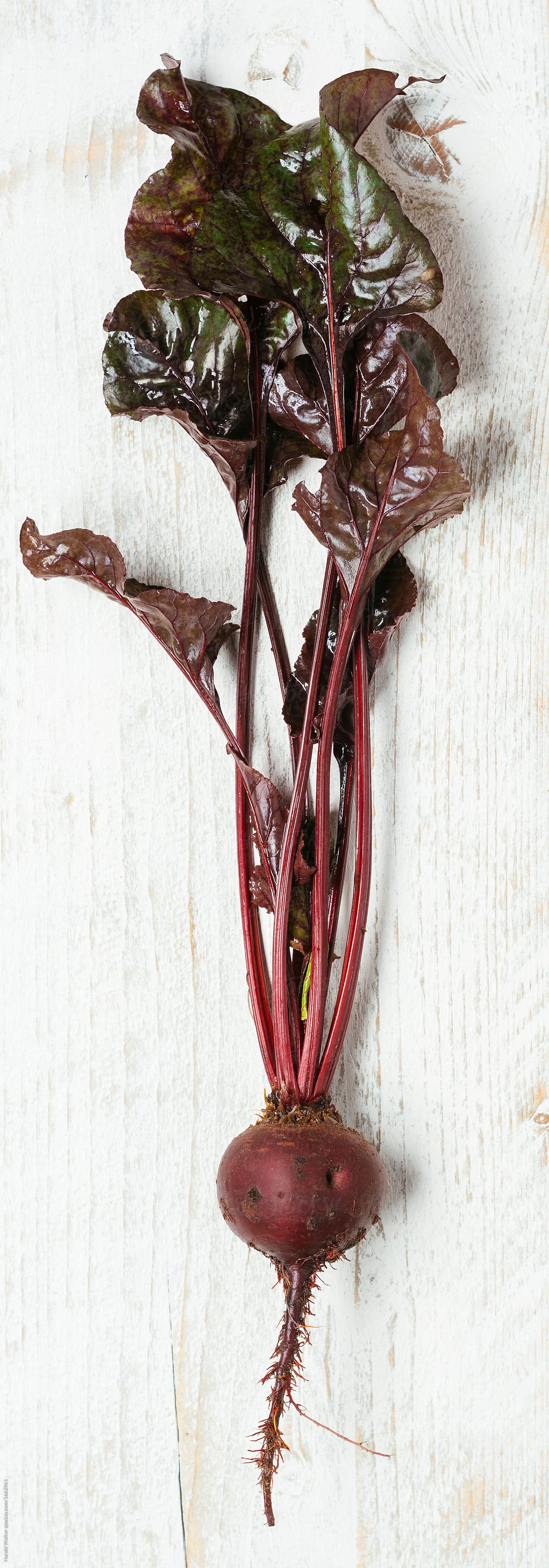 "Red Beet" by Stocksy Contributor "Harald Walker" - Stocksy