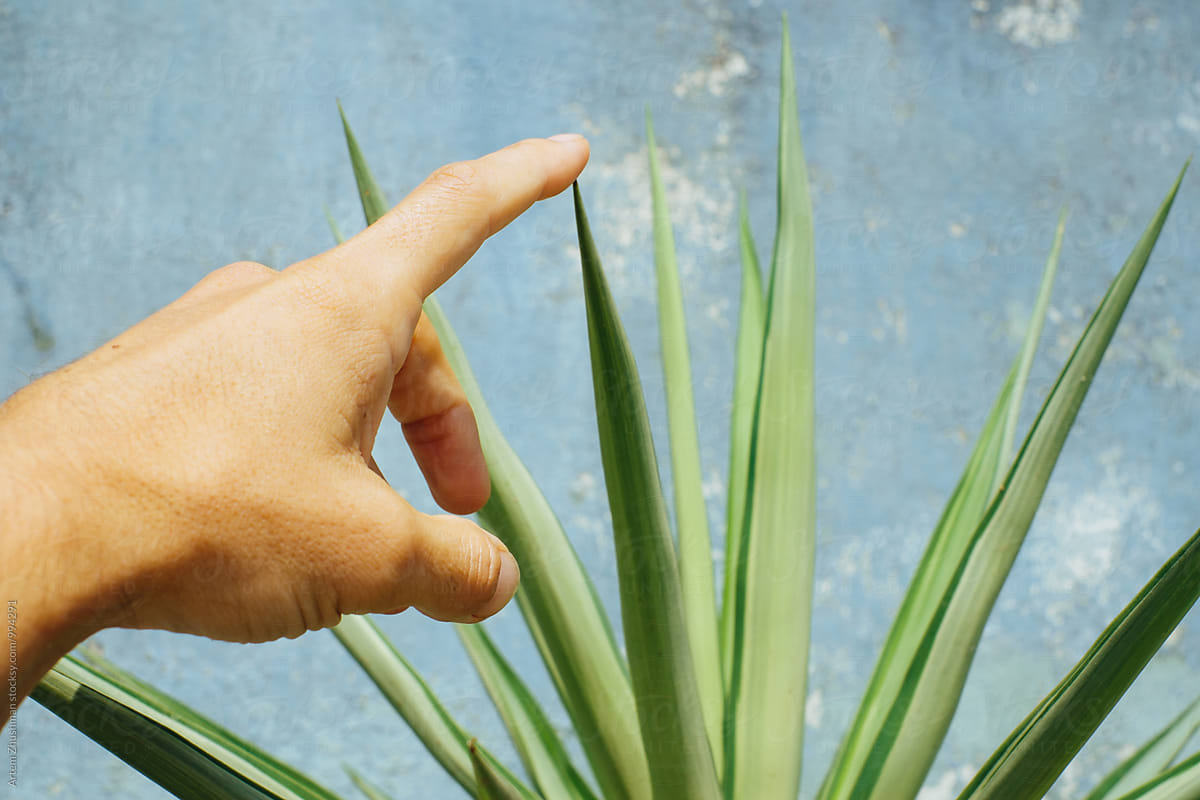 "Man's Hand Touching Sharp Edge Of Plant" by Stocksy Contributor "Artem ...