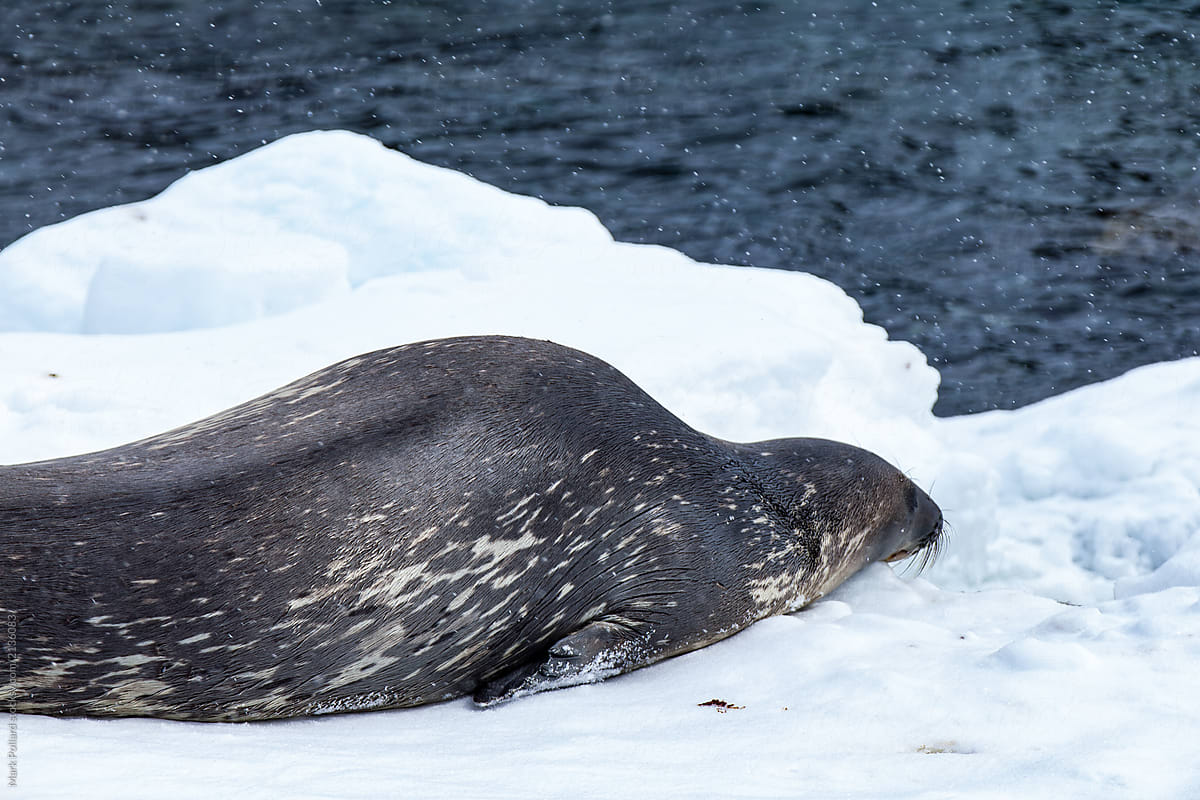 "A Large Seal Lounges On The Frozen Ice" by Stocksy Contributor "Mark ...