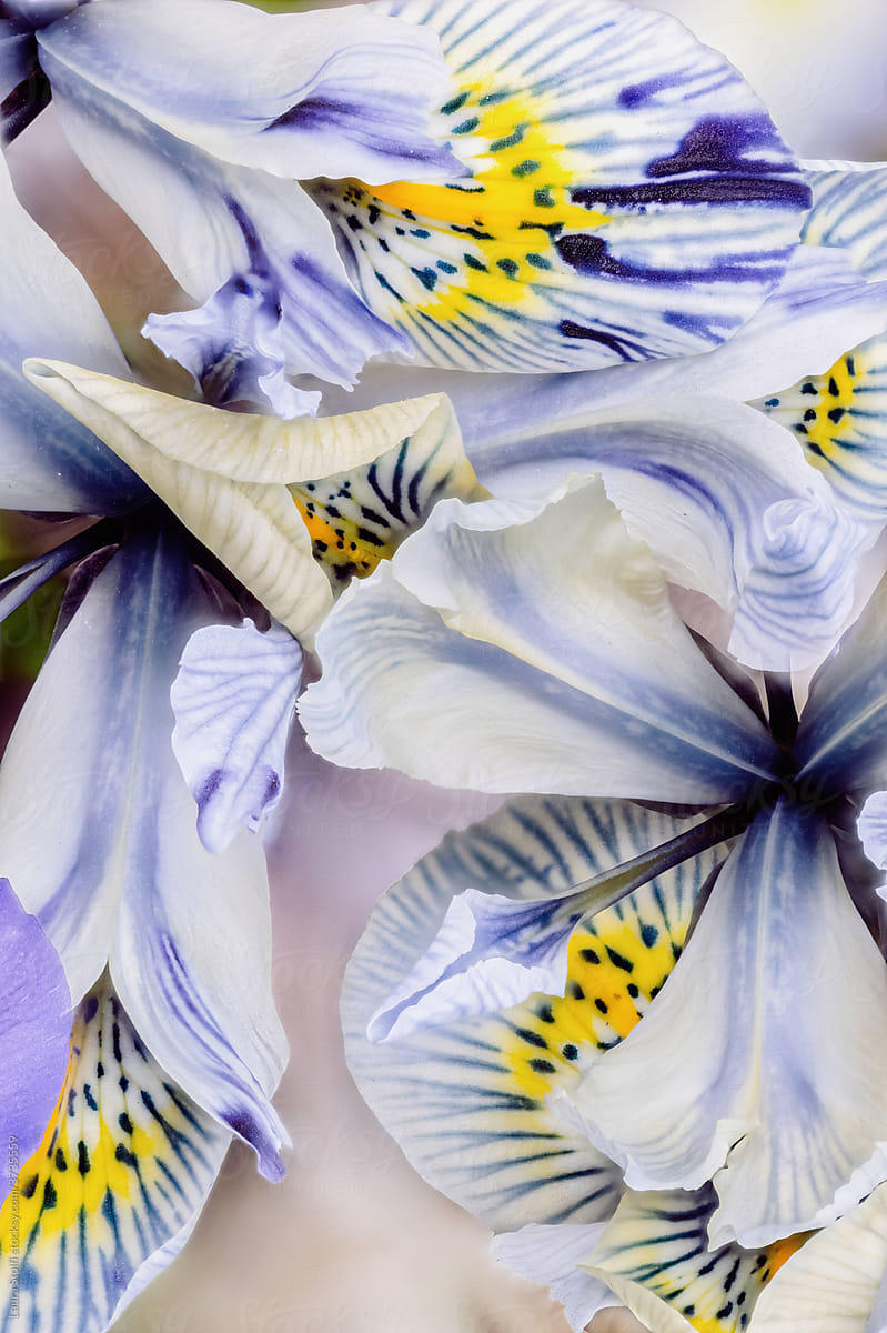 "Abstract Iris Reticulata Petals" by Stocksy Contributor "Laura Stolfi ...