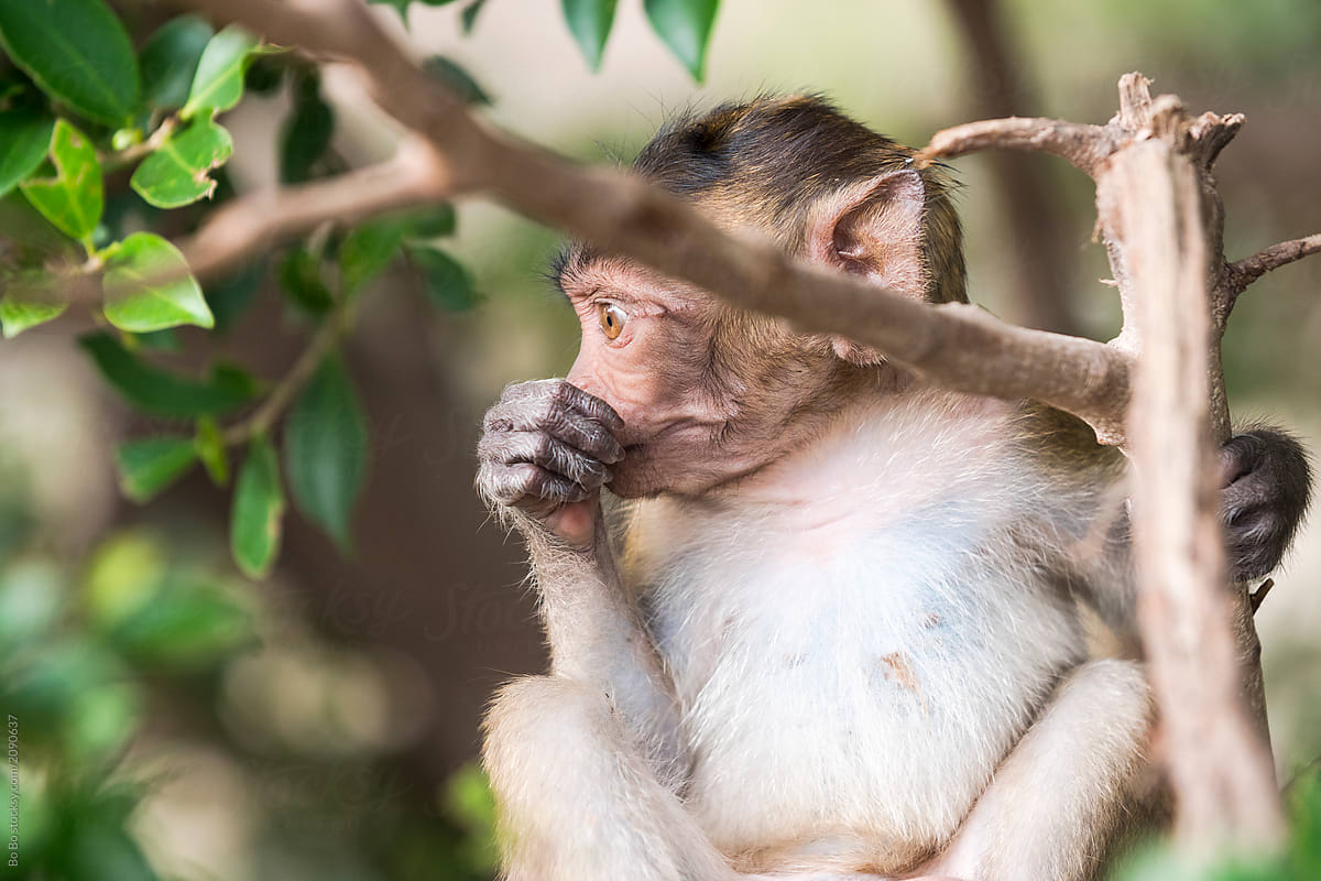 "One Wild Monkey In The Tree" by Stocksy Contributor "Bo Bo" - Stocksy