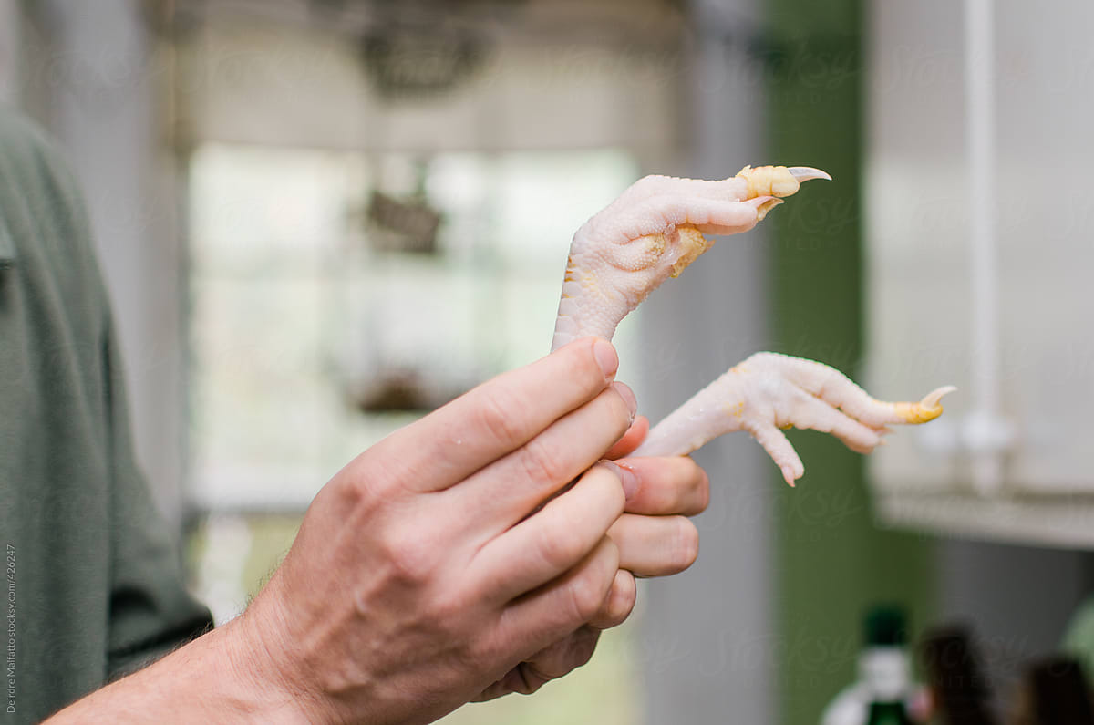 "Hands Holding Raw Chicken Feet In Kitchen" by Stocksy Contributor ...