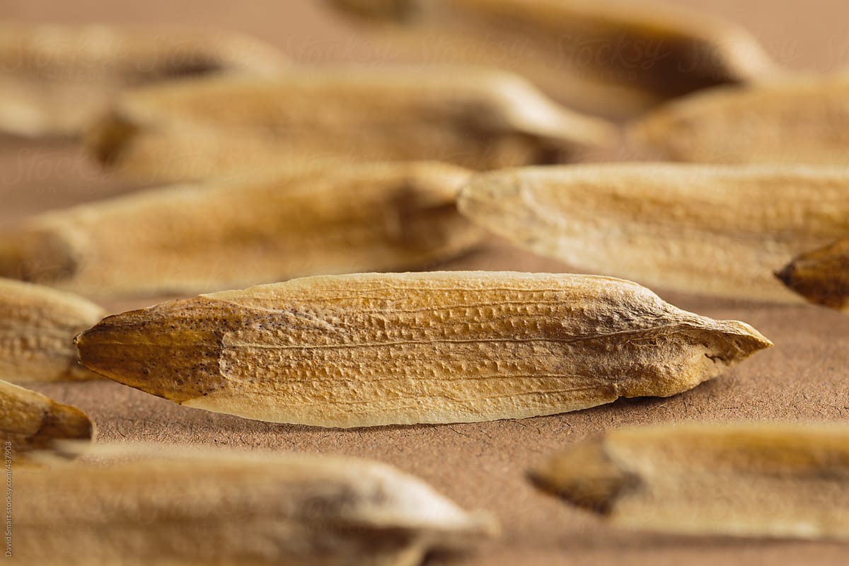 Poplar Tree Seeds