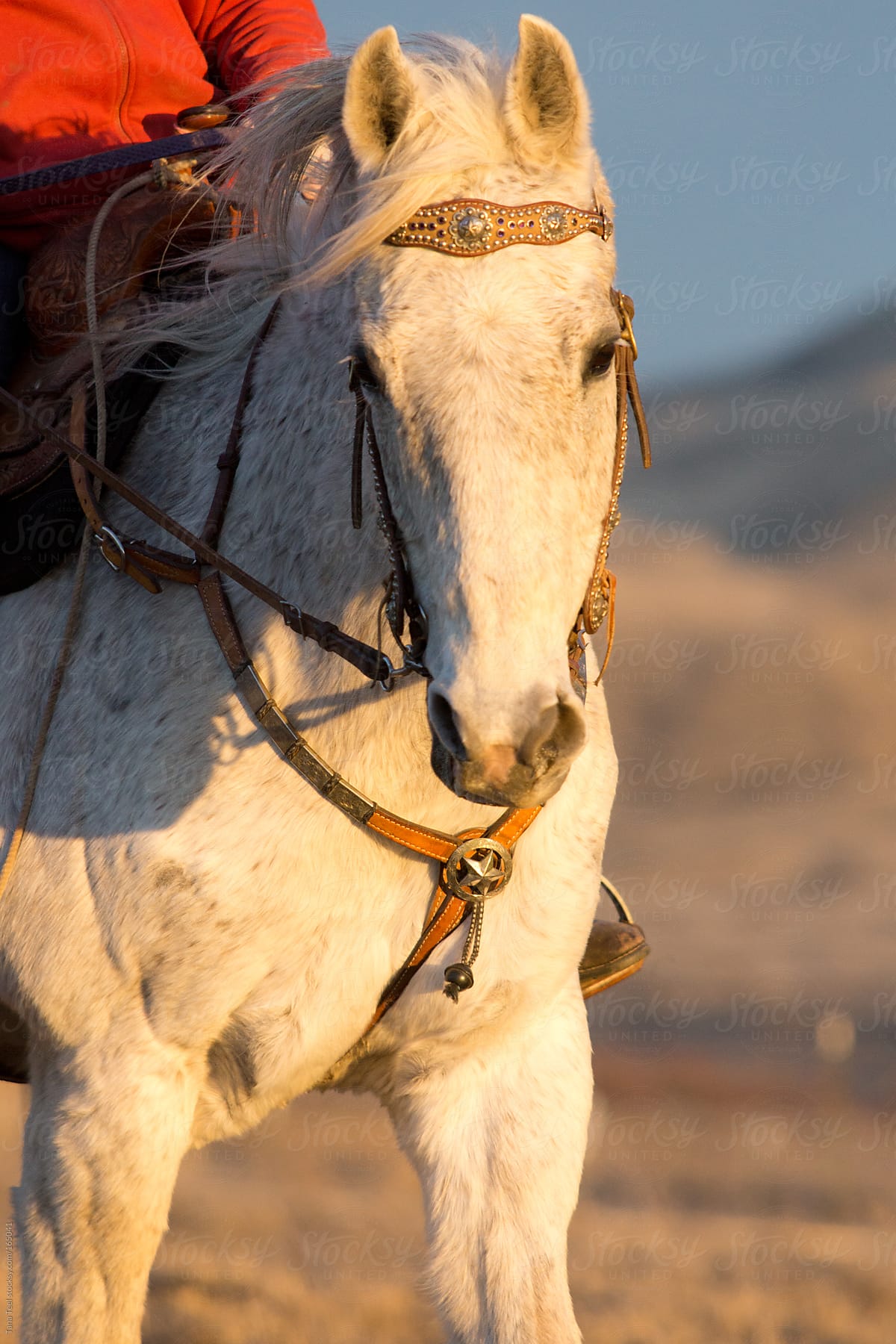 "A Horse Riding Into The Sun At Sunset" by Stocksy Contributor "Tana ...