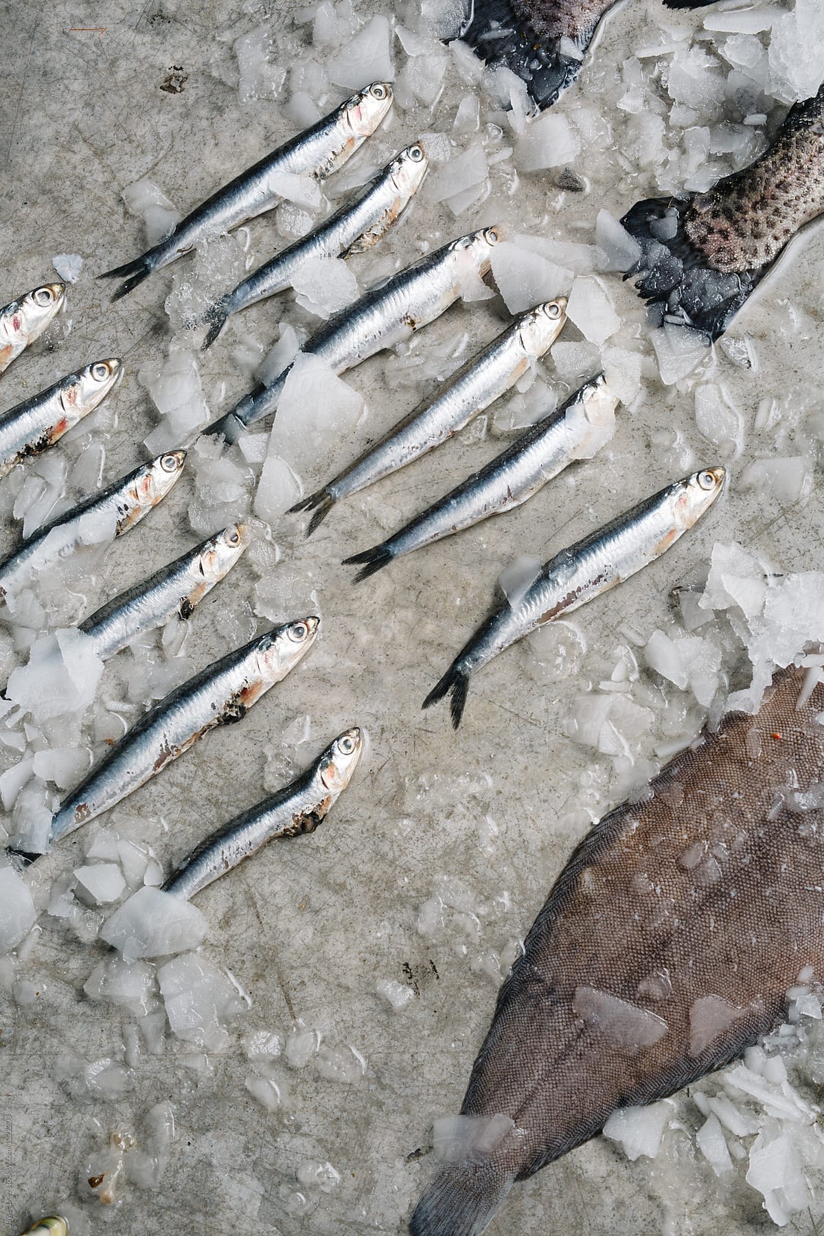 "A Bunch Of Little Fish On Ice" by Stocksy Contributor "Javier Díez ...