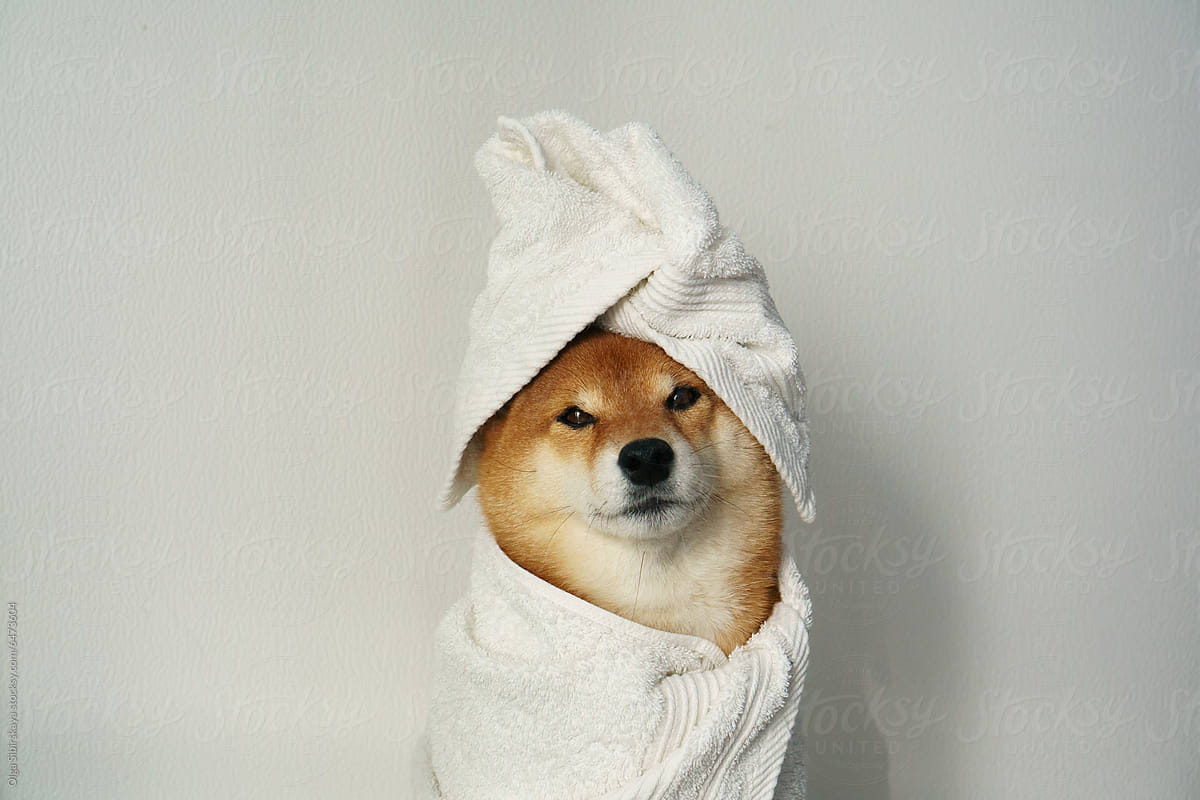 "Dog Wrapped In Towel" by Stocksy Contributor "Olga Sibirskaya" - Stocksy