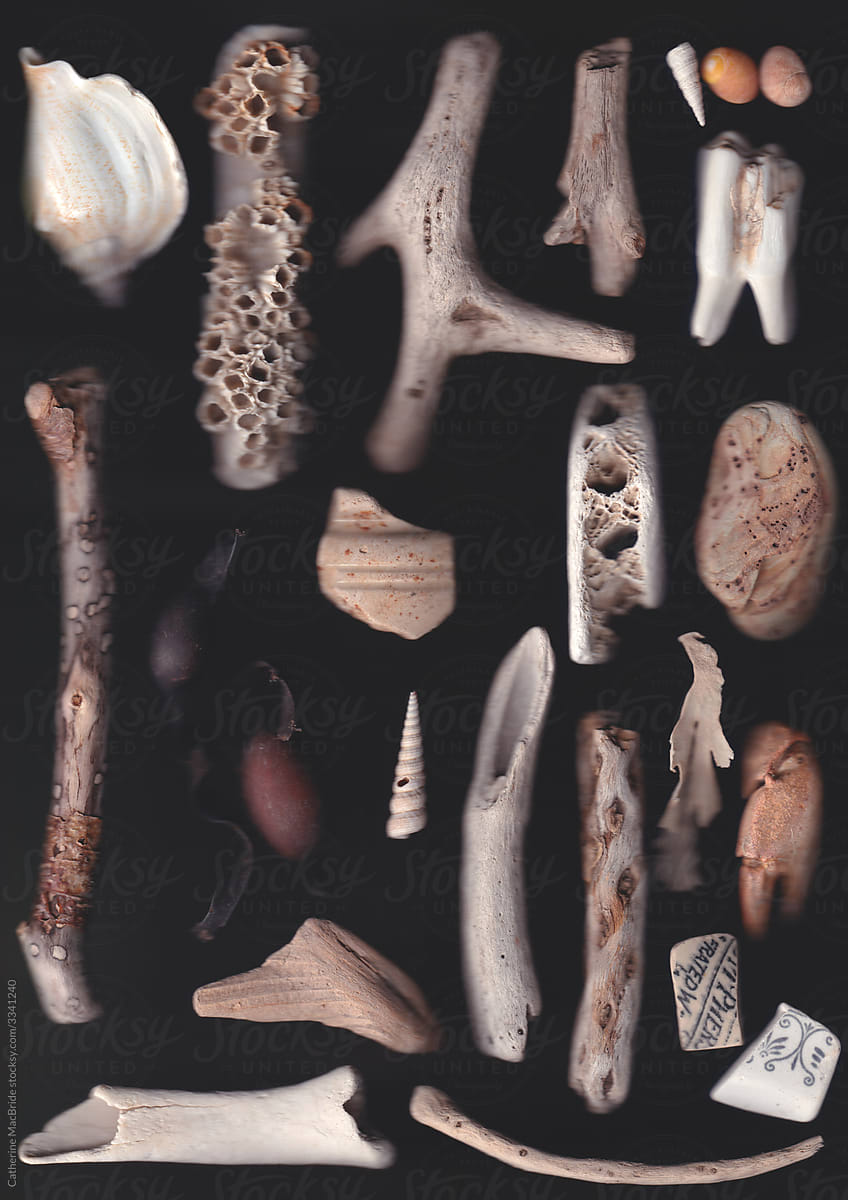 "Collection Of Beach Finds, Scan Photography" by Stocksy Contributor ...