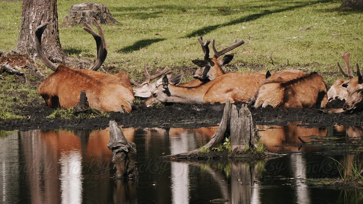 "Wild Deer Animals Lake Shore Summer Nature" by Stocksy Contributor ...