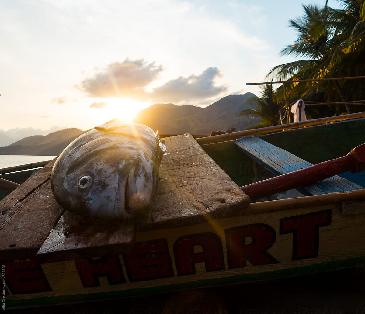 "Fresh Fish From Sea" by Stocksy Contributor "Alita ." - Stocksy