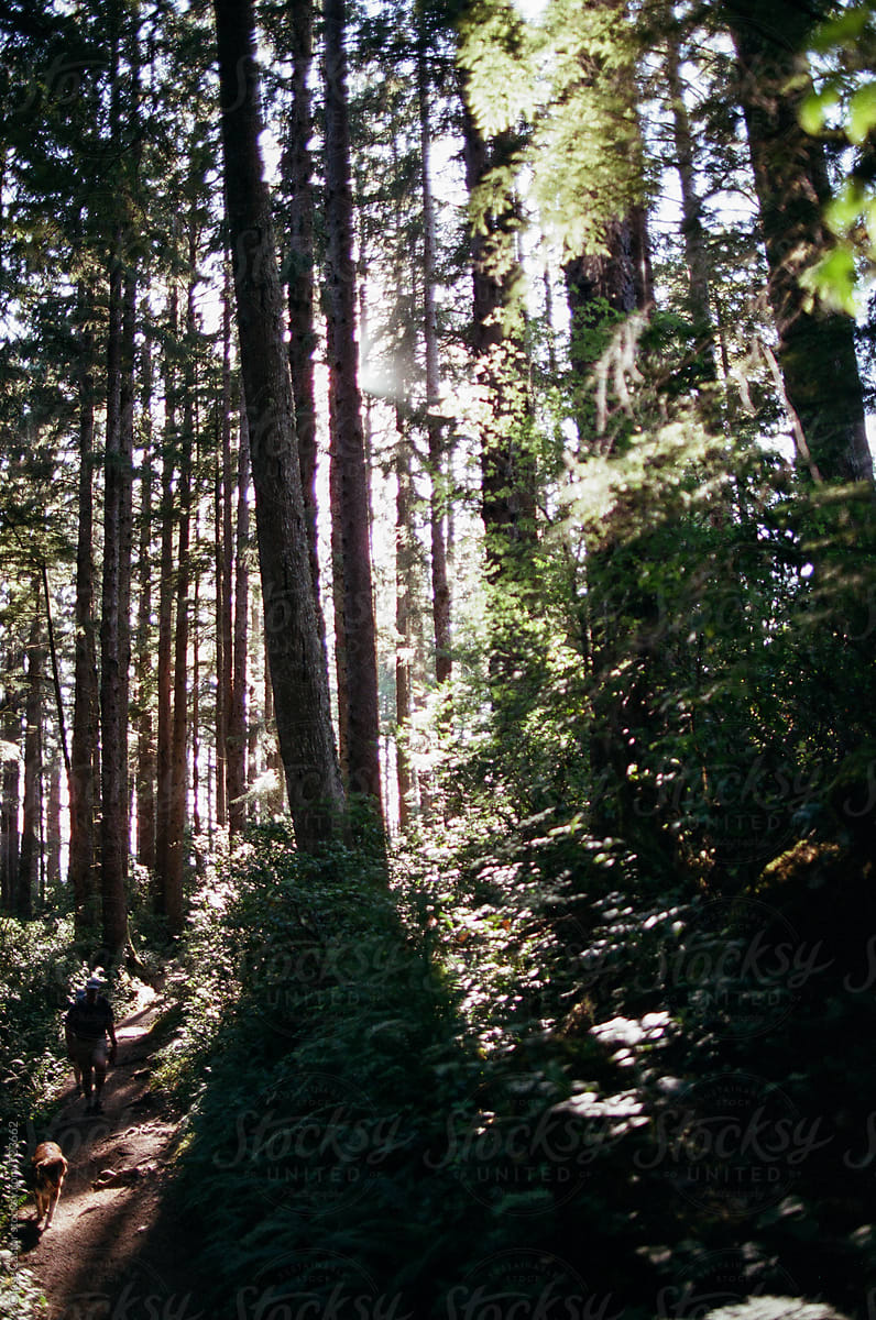 "Mighty Trees" by Stocksy Contributor "Chase Castor" - Stocksy