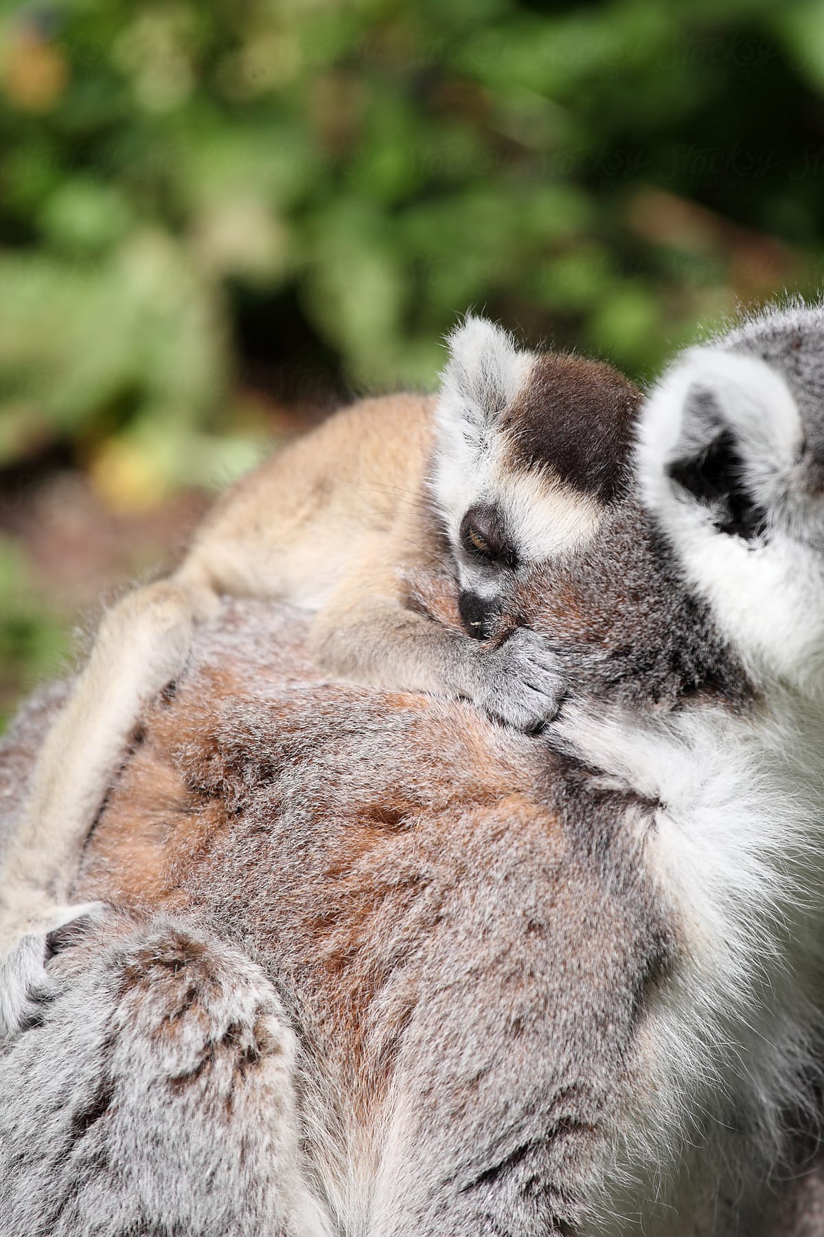 Baby Lemur