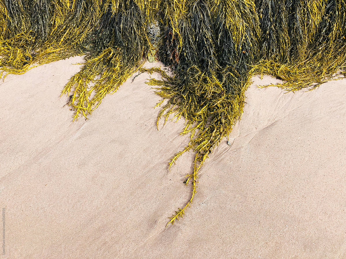 "Seaweed Details At Gruinard Bay. Highlands, Scotland, UK." by Stocksy ...