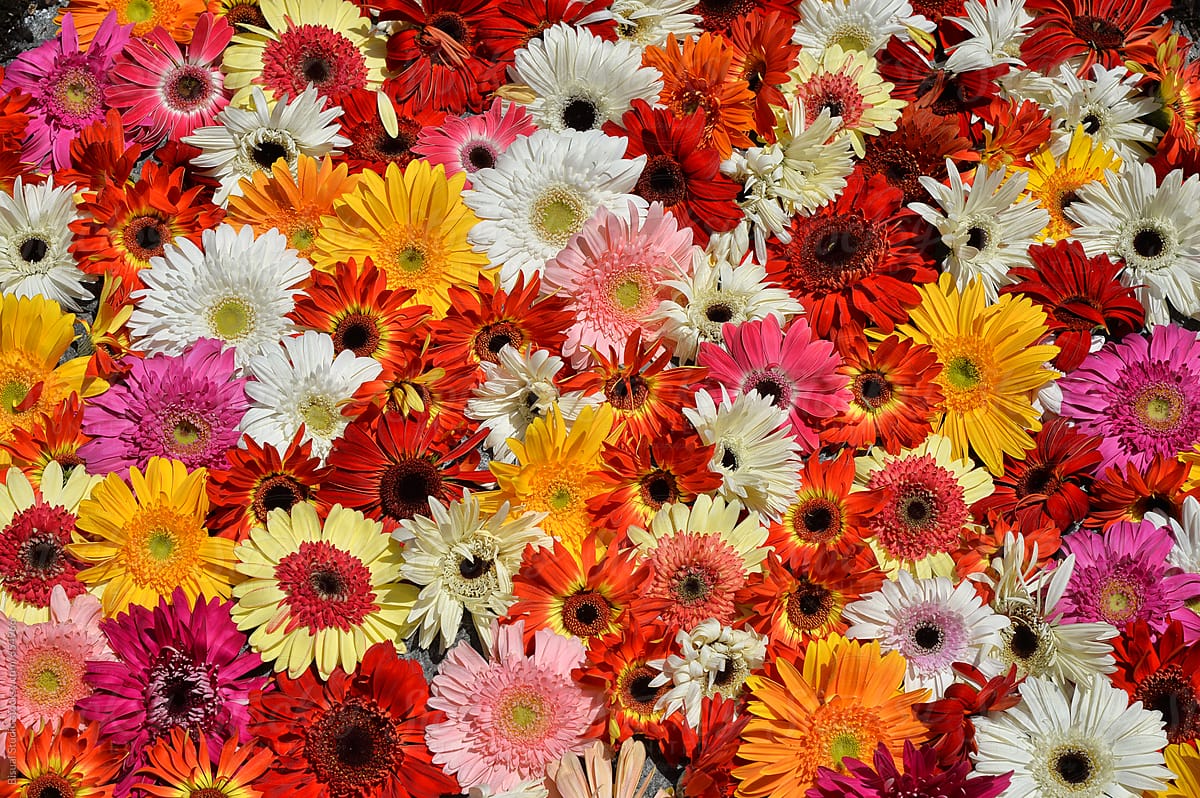 "Background Of Gerberas" by Stocksy Contributor "Bisual Studio" - Stocksy