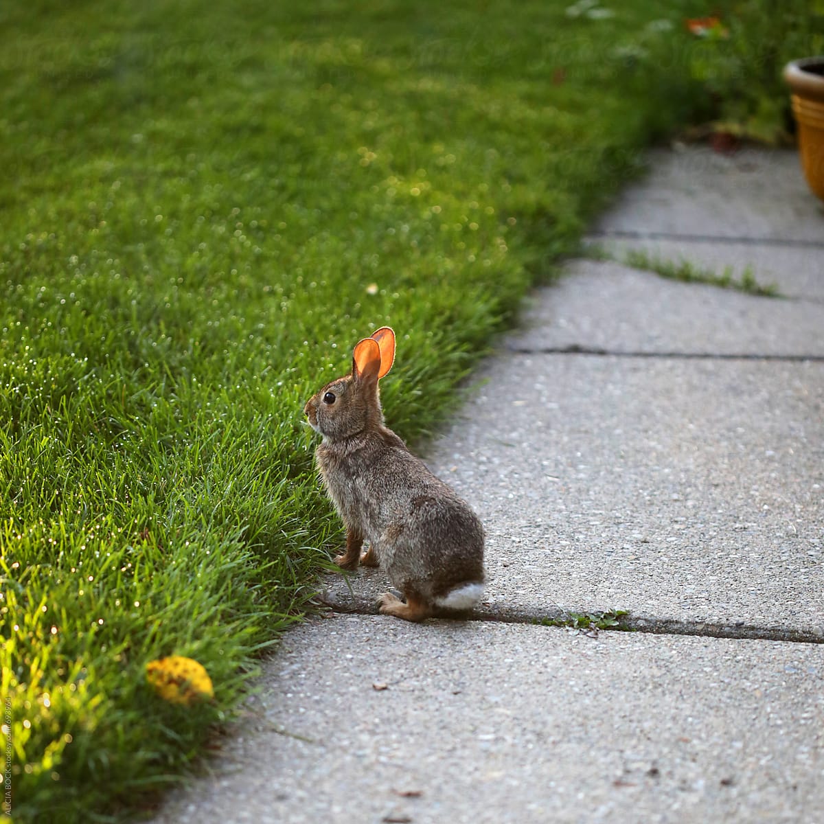 Wild Rabbit Standing
