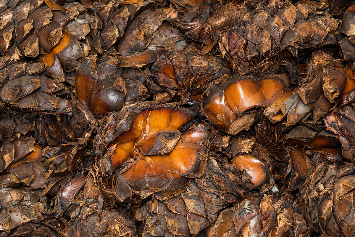 "Closeup Of Cooked Pineapple Agave To Make Mezcal" by Stocksy ...