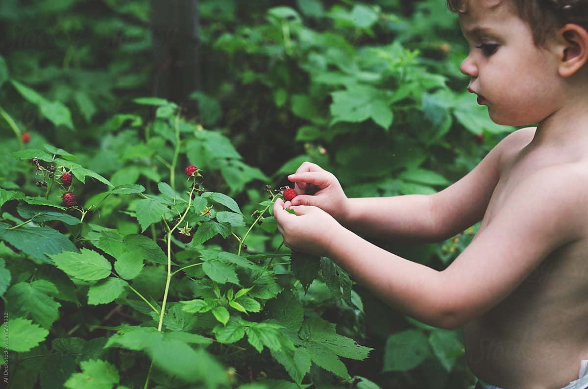 "Boy And Raspberries" by Stocksy Contributor "Ali Deck" - Stocksy