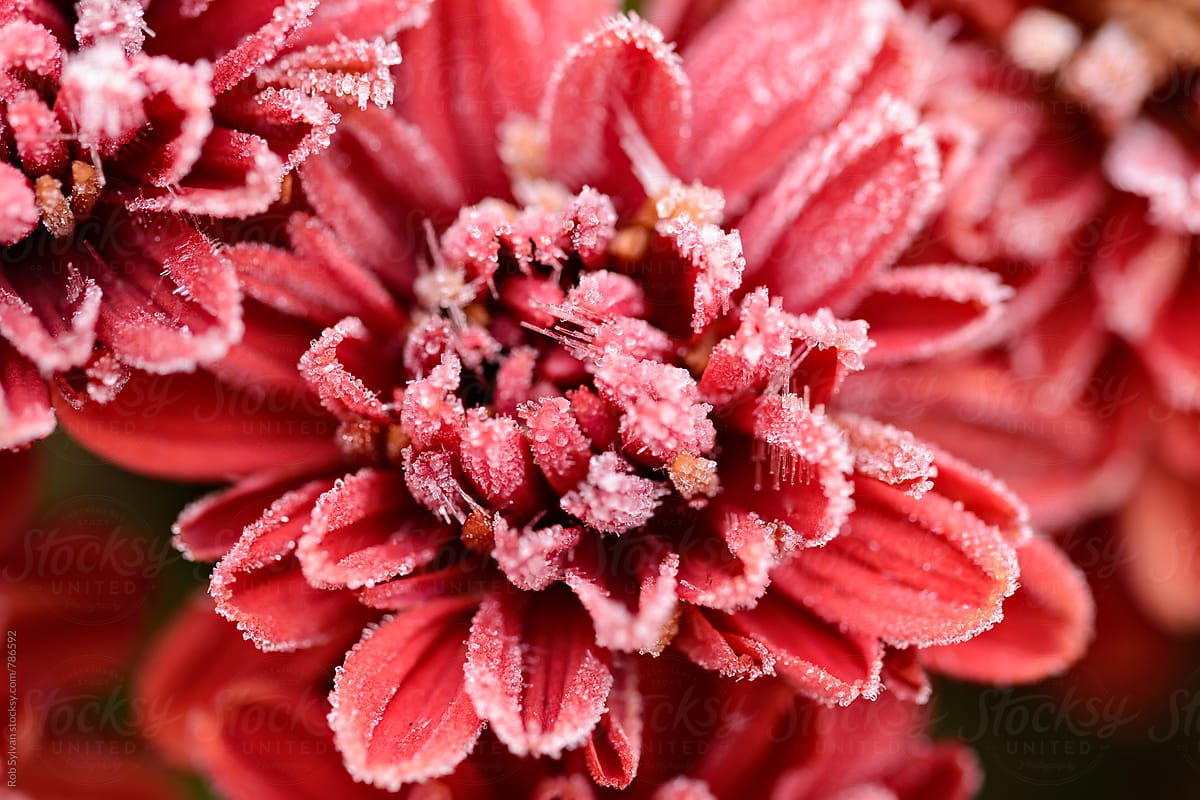"Frosted Flower" by Stocksy Contributor "Rob Sylvan" - Stocksy