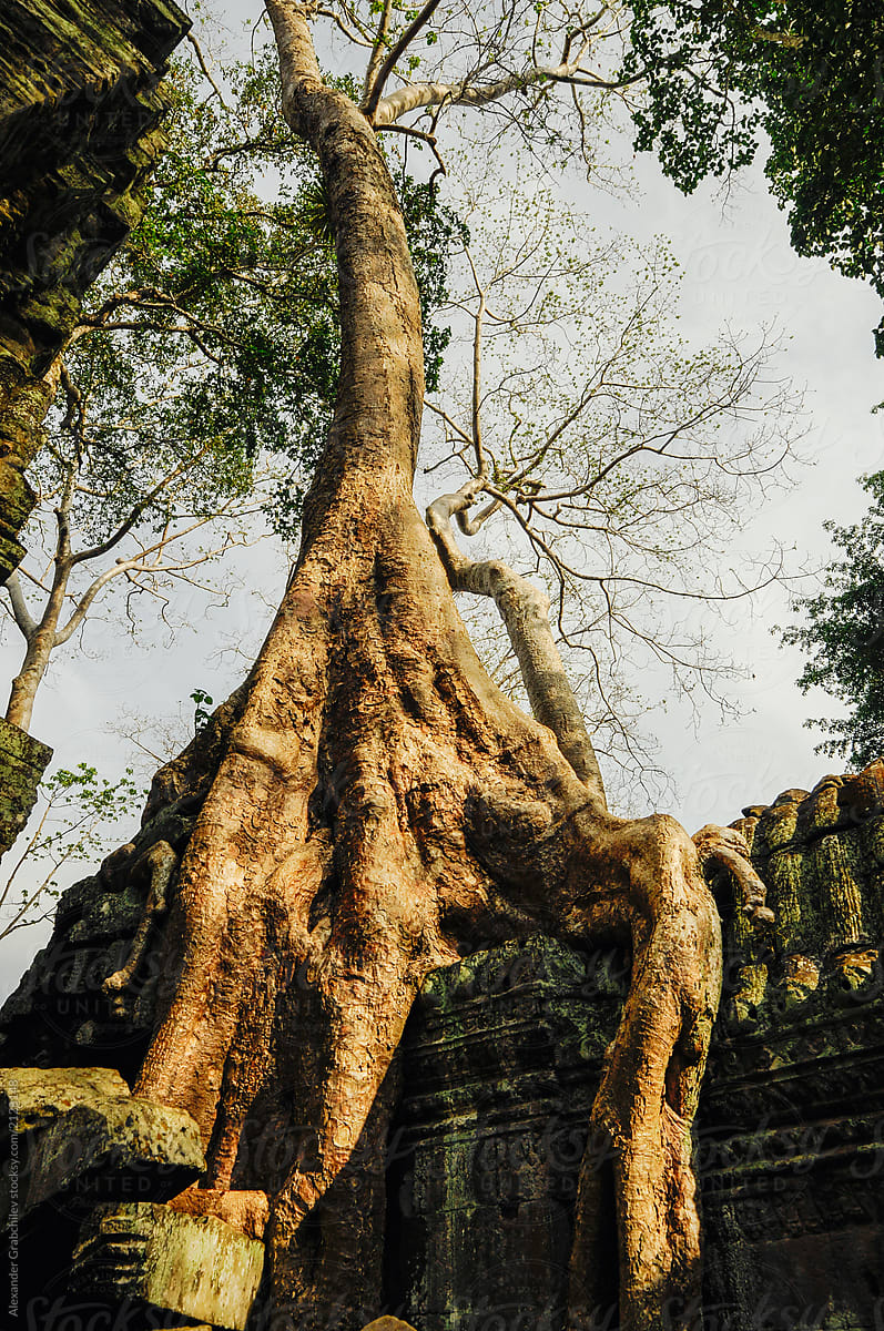 "Giant Fig Tree In Cambodia" by Stocksy Contributor "Eugenia Bakanova ...