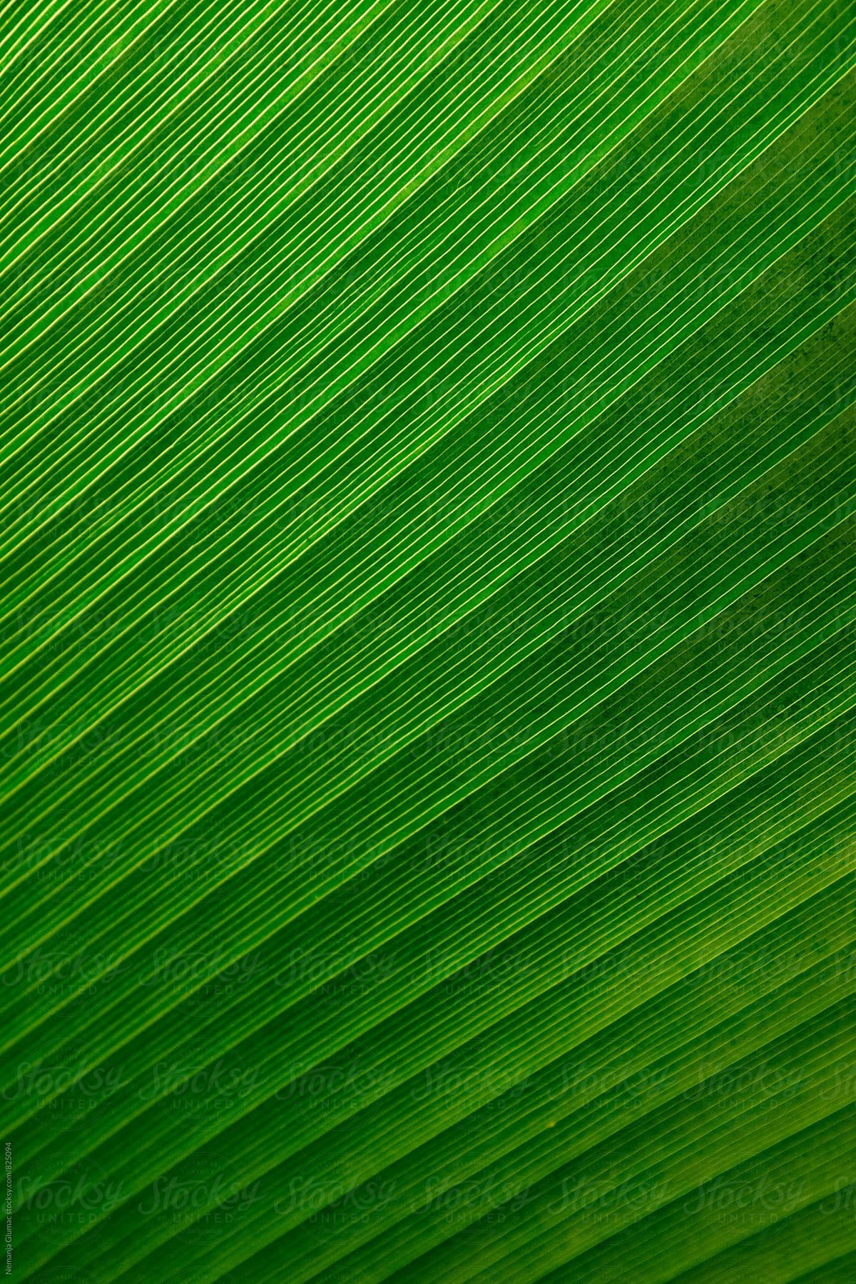 "Beautiful Green Leaf Texture" by Stocksy Contributor "Nemanja Glumac ...
