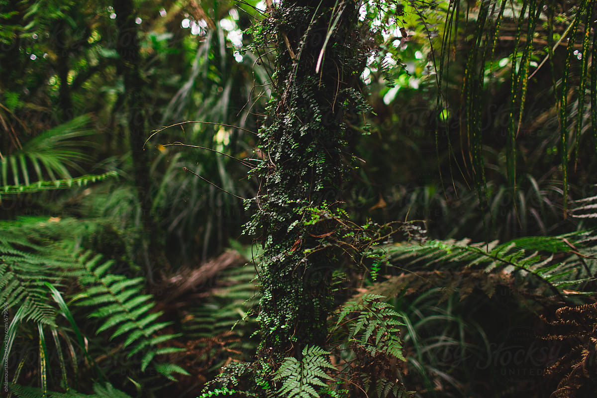 "Lush Ferns Growing In A Temperate Natural Forest" by Stocksy ...