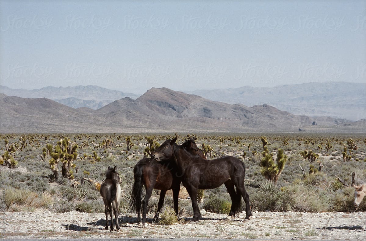 "Wild Desert Horses Biting Backs" by Stocksy Contributor "Kevin Russ ...